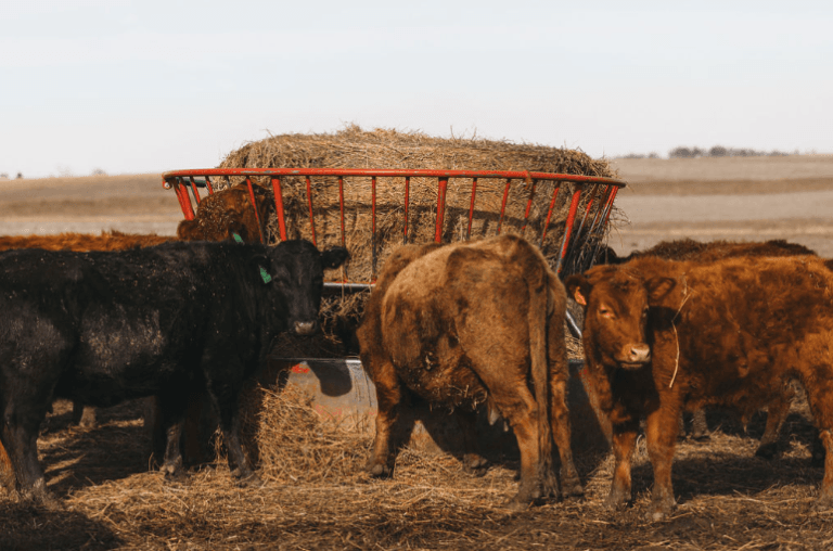 Building Strong Bales and Strong Relationships: A Conversation with ...