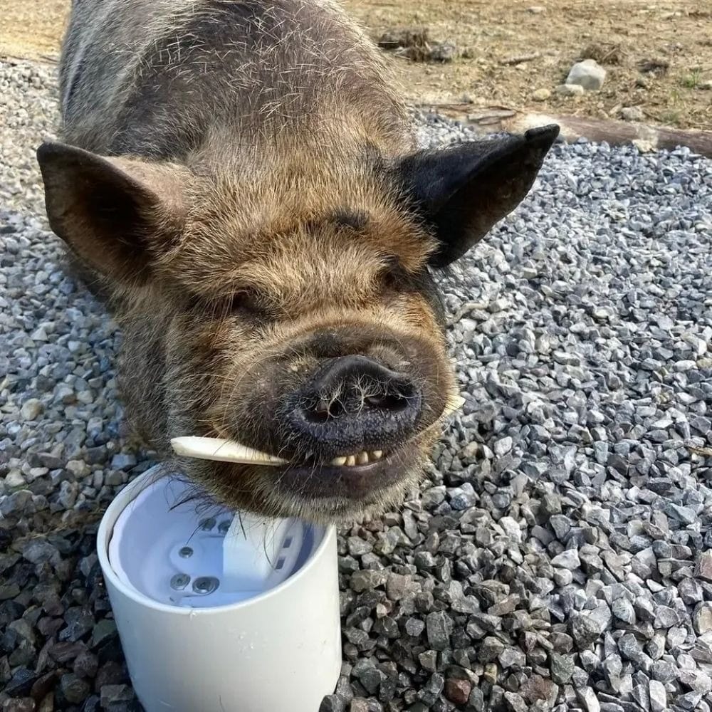Drinking Post 6' Waterpost Pig/Hog - Feeders Grain